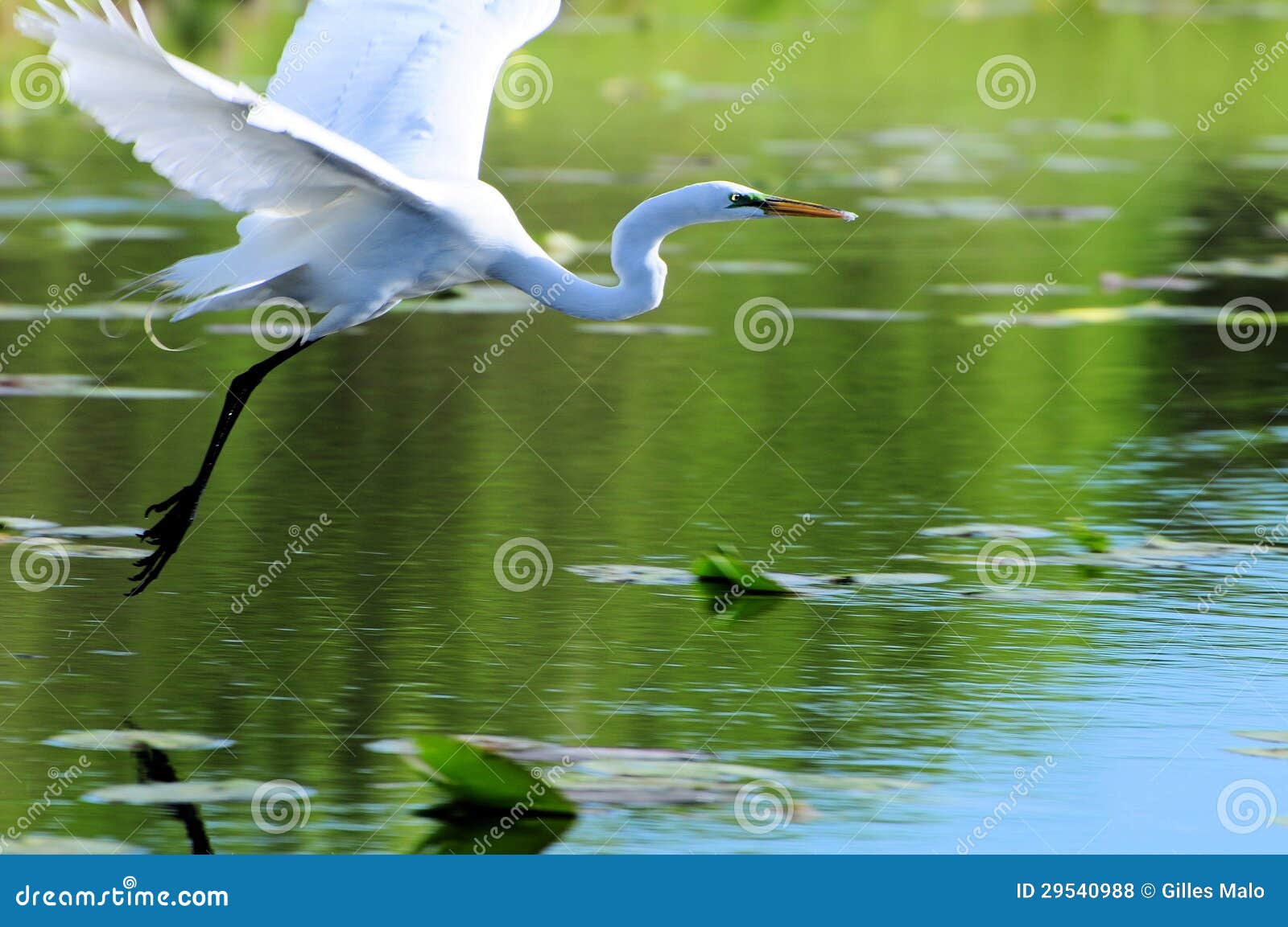 Great White Egret Flying Over Water Stock Photo - Image of great ...