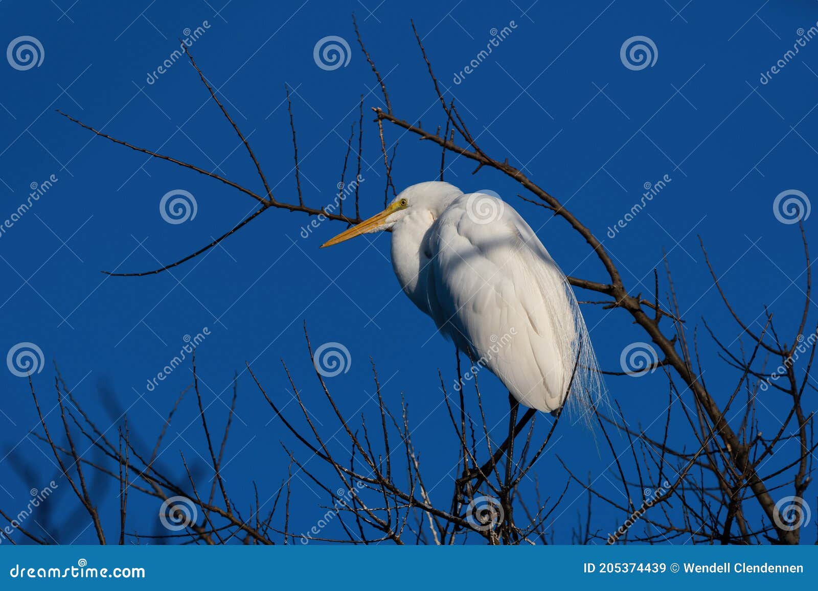 Great White Egret Perched in the Bare Branches of a Tree Stock Image ...