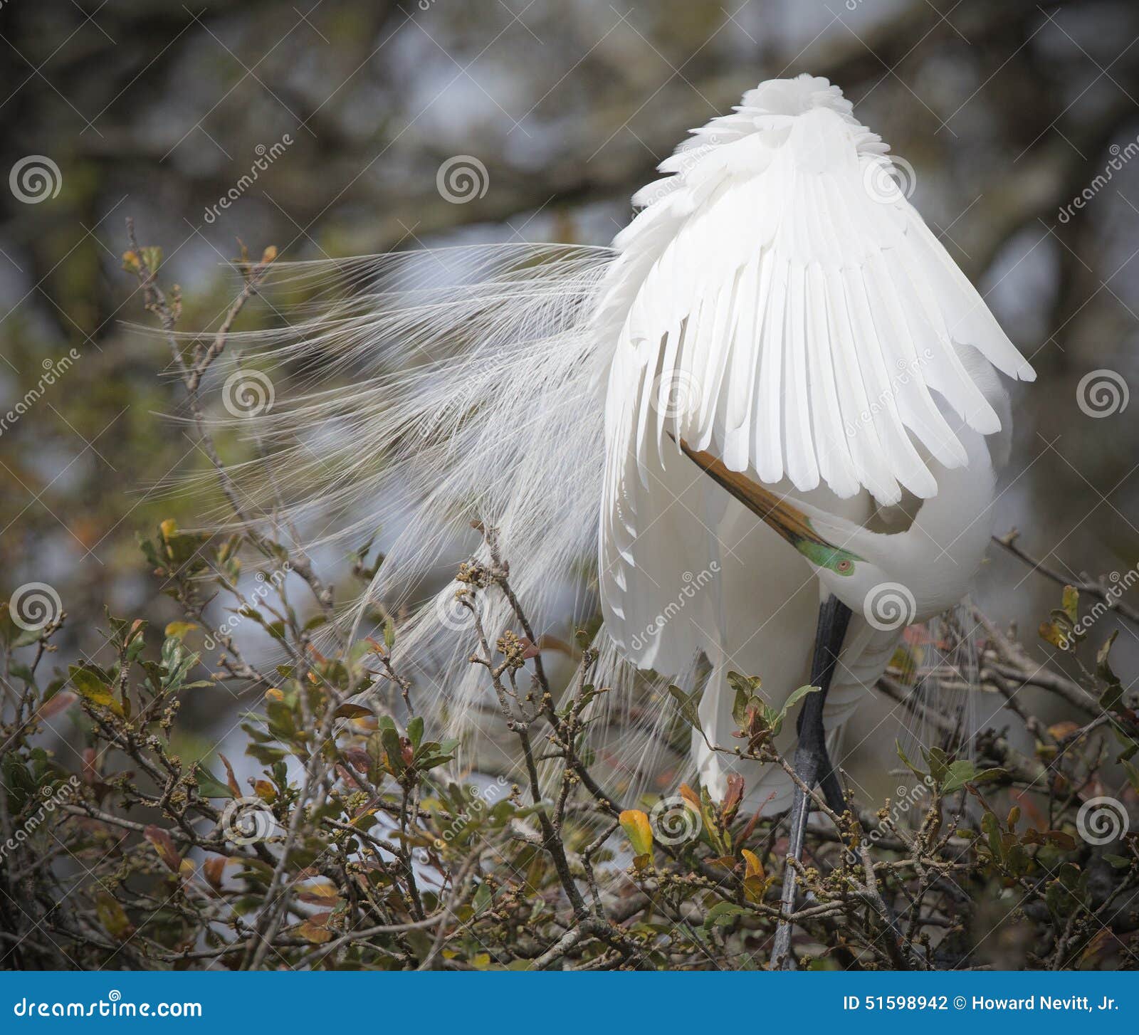 Great White Egret preening stock photo. Image of active - 51598942