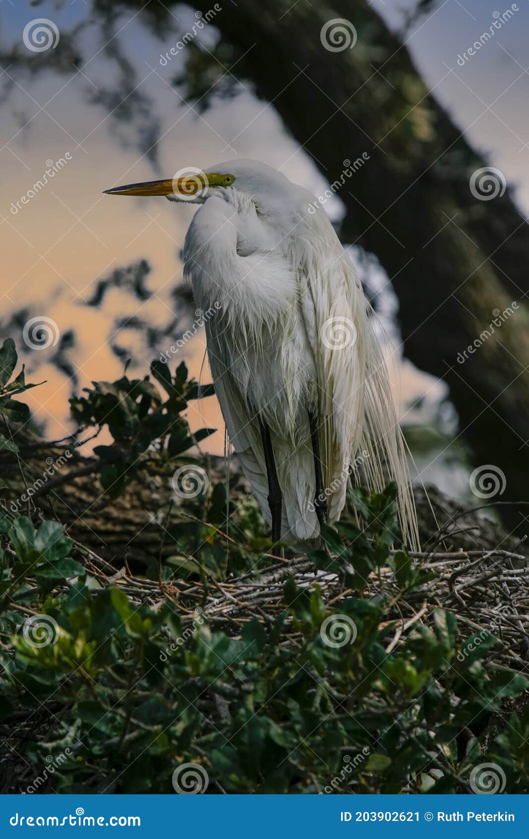 Great White Egret Sitting in Nest Stock Image - Image of river, marsh ...