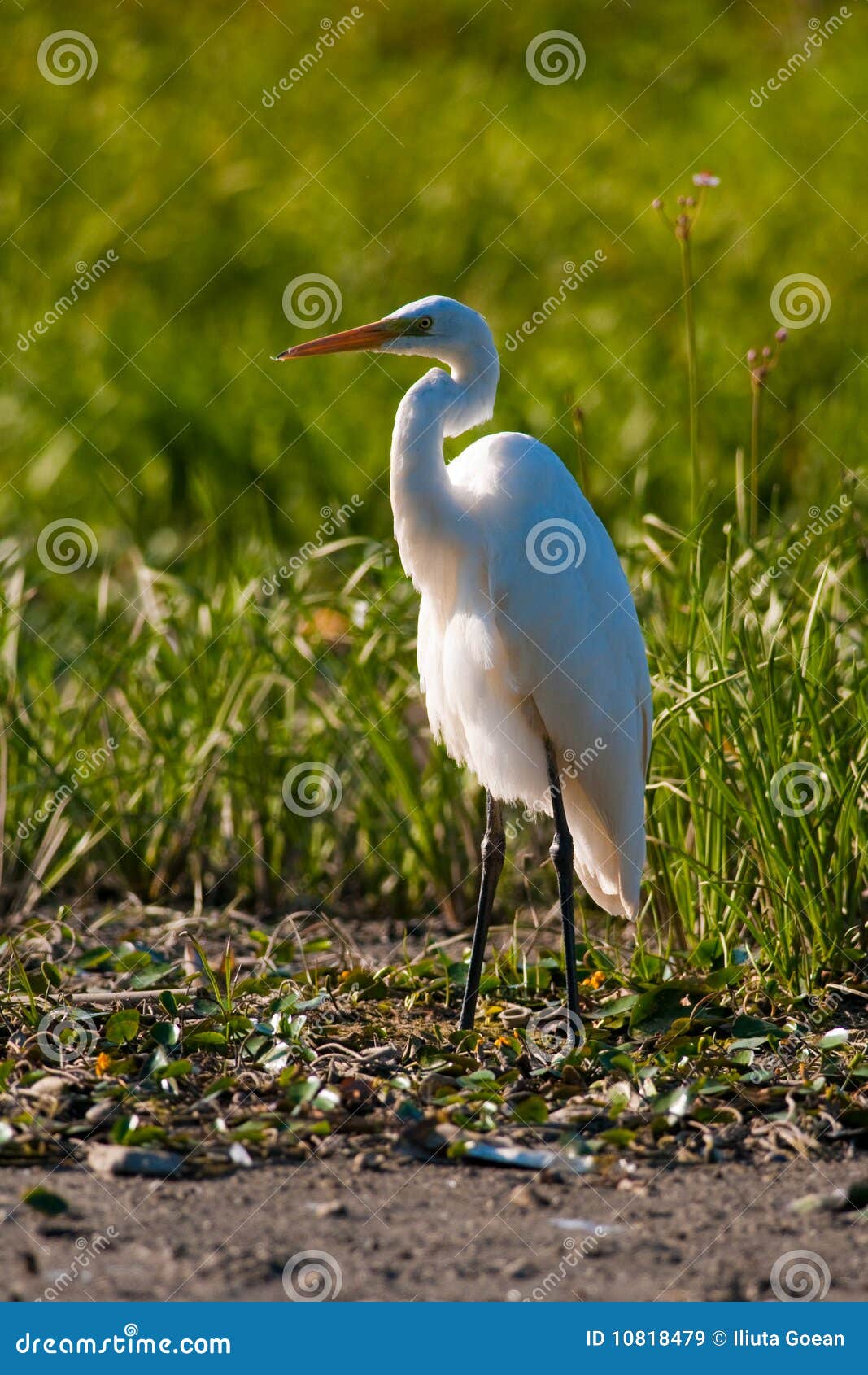 Great White Egret standing stock image. Image of birdwatching - 10818479