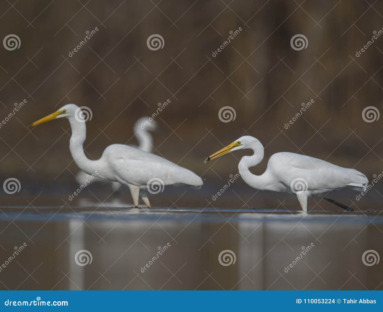 The Great White Egrets Hunting Stock Photo - Image of outdoors, jacinto ...