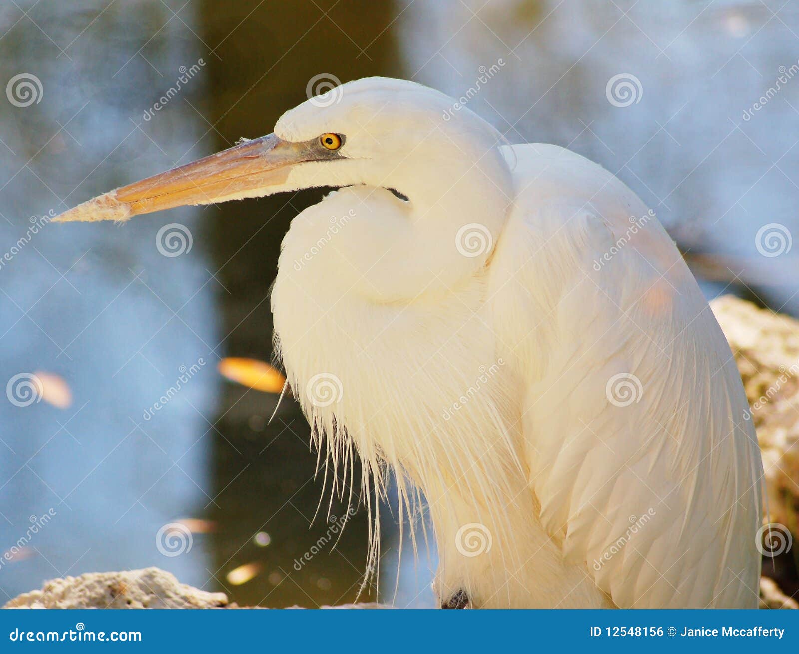 Great White Heron-color Morph Royalty Free Stock Image - Image: 12548156