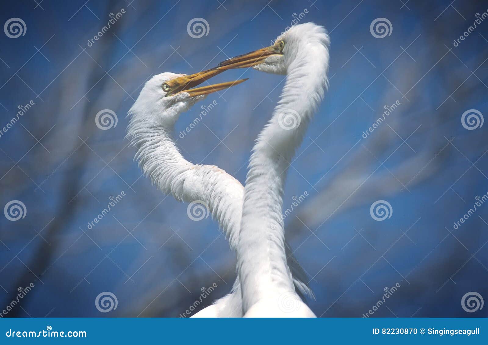 Great Egret pair stock photo. Image of feathers, marsh - 82230870