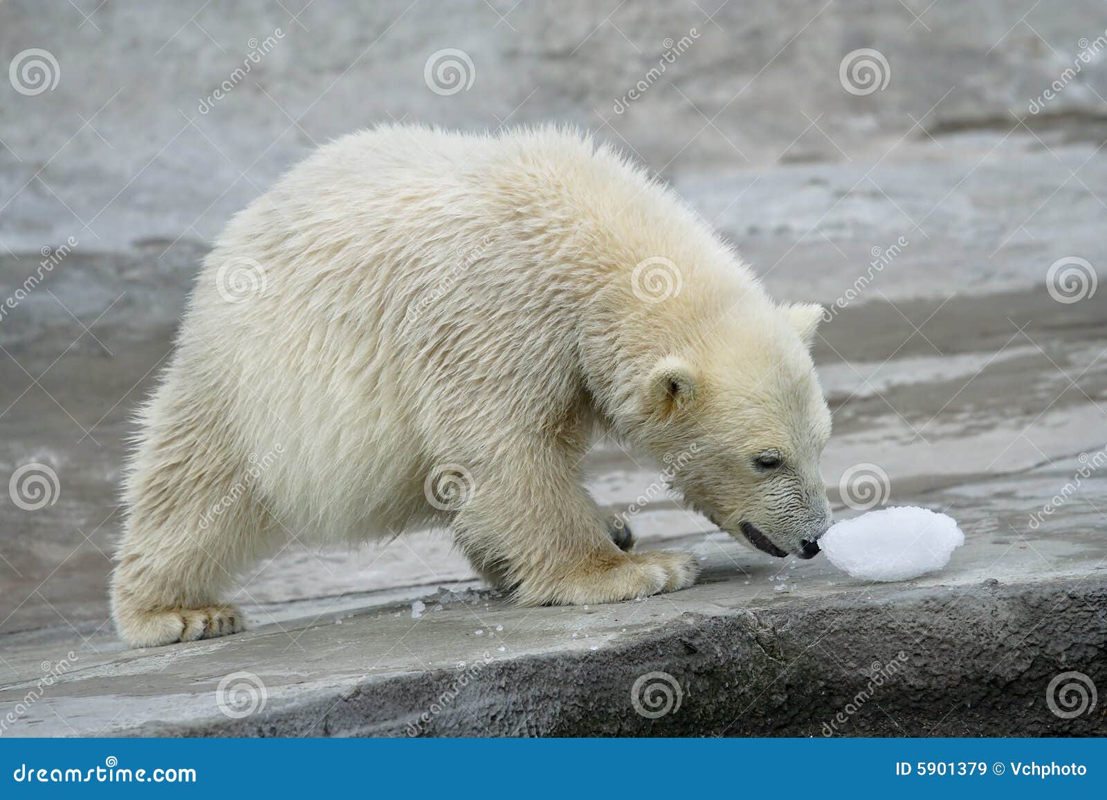 Great white north bear stock image. Image of head, north - 5901379