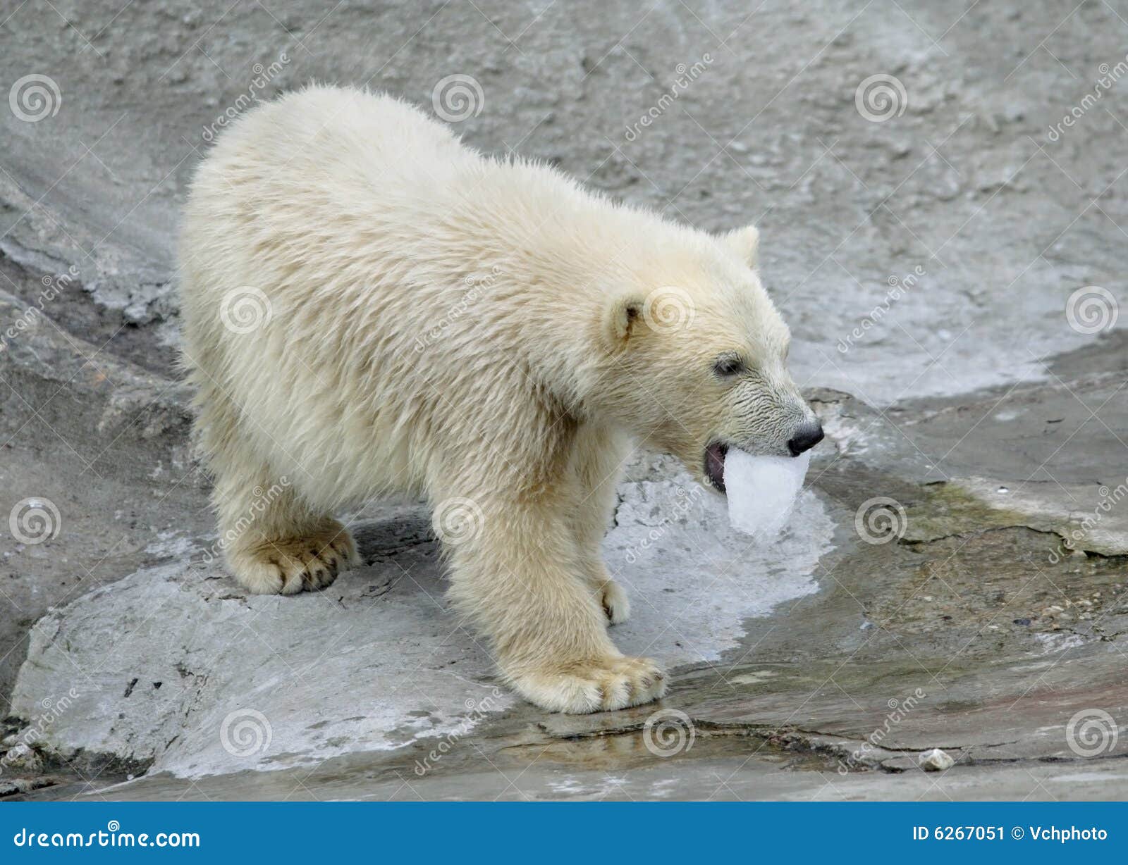 Great white north bear stock image. Image of cold, reflection - 6267051