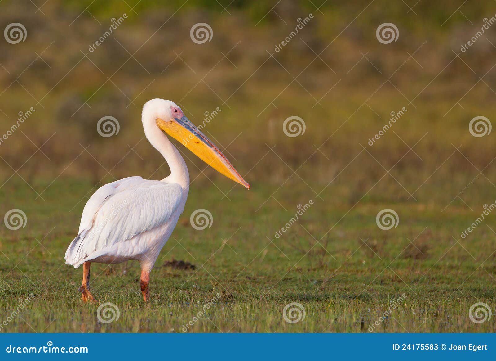 528 Great White Pelican Bill Fish Stock Photos - Free & Royalty-Free ...