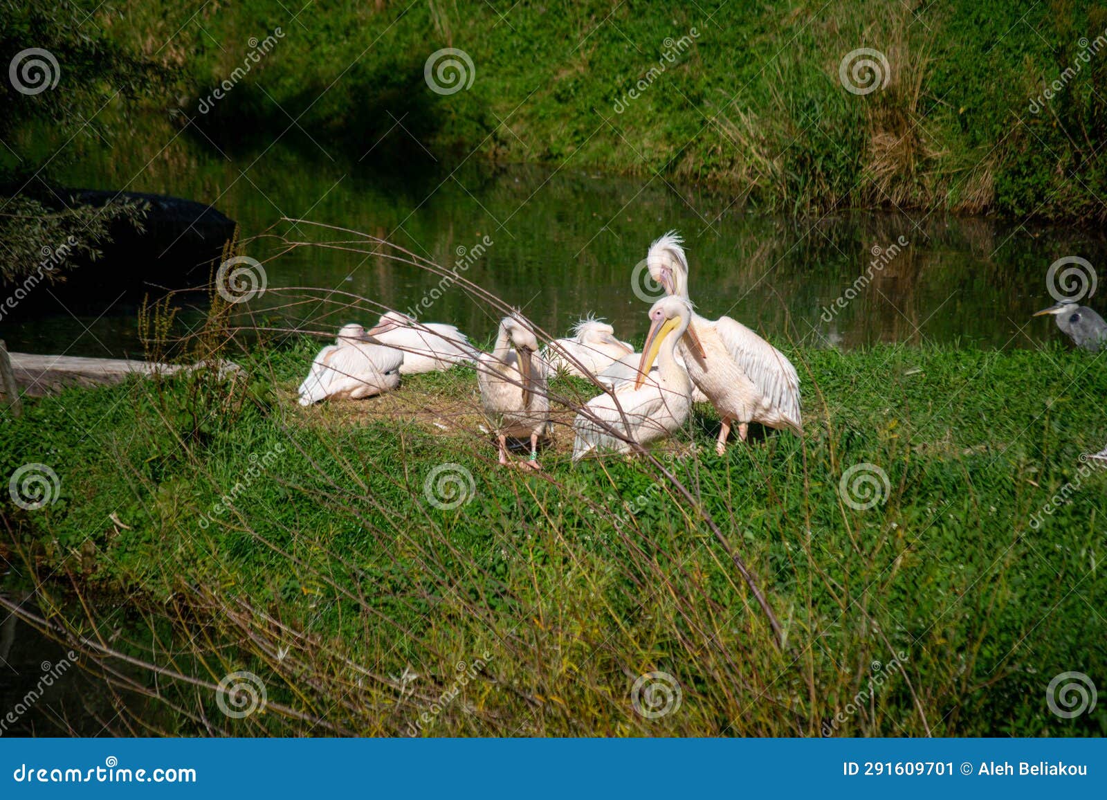 Bird Aviary Mesh Netting Royalty-Free Stock Photography | CartoonDealer ...