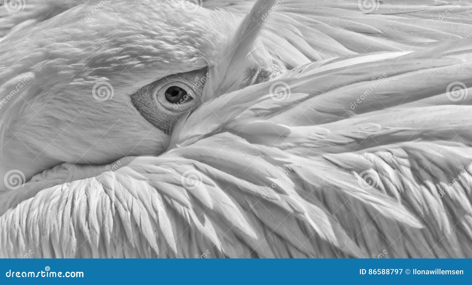 Great White Pelican in Black and White Close-up Stock Image - Image of ...