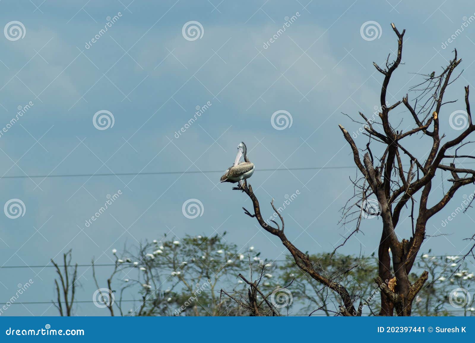 Great white pelican stock image. Image of spring, leaf - 202397441