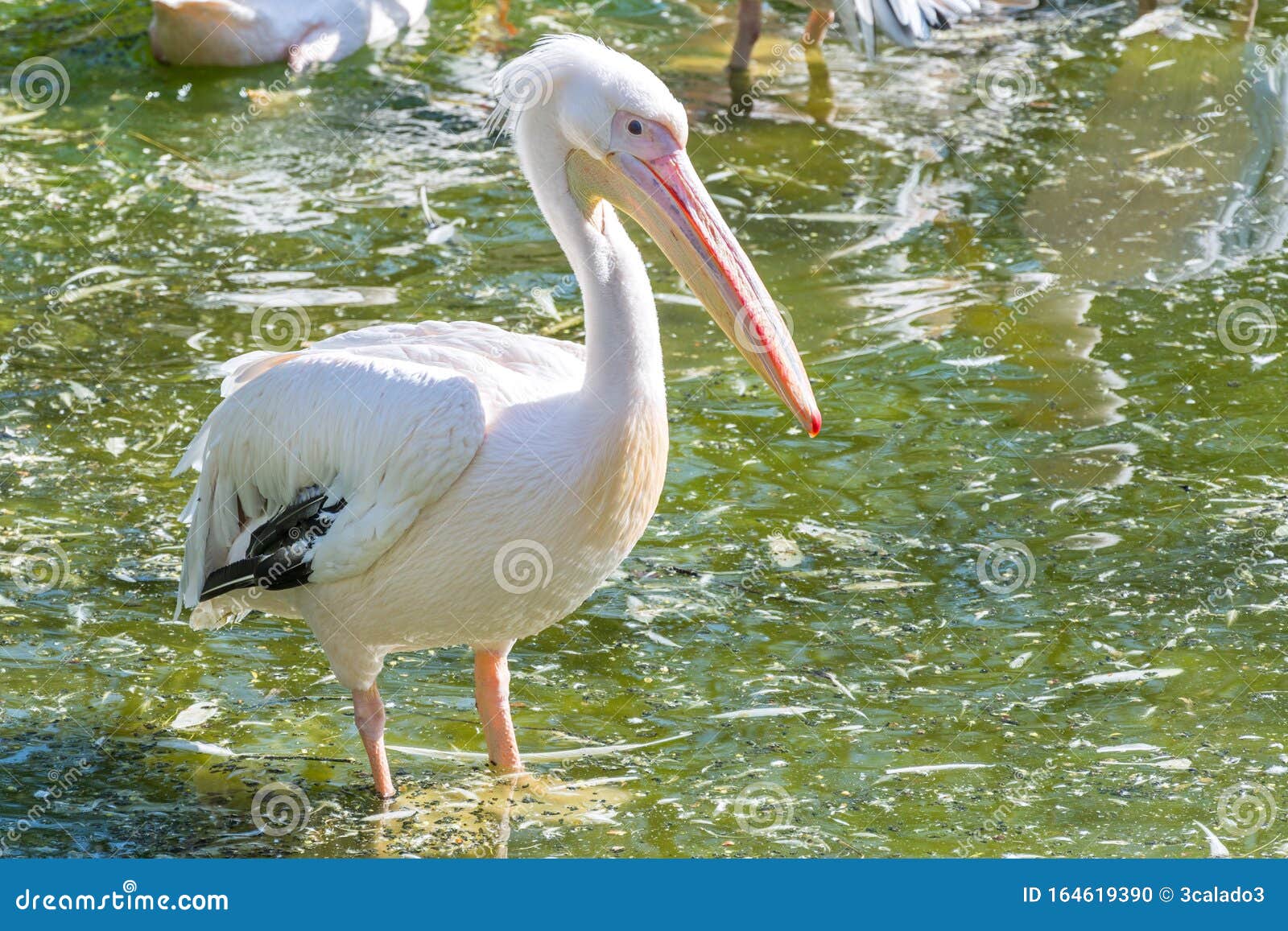Great White Pelican Pelecanidae Sitting in a Pond Stock Photo - Image ...