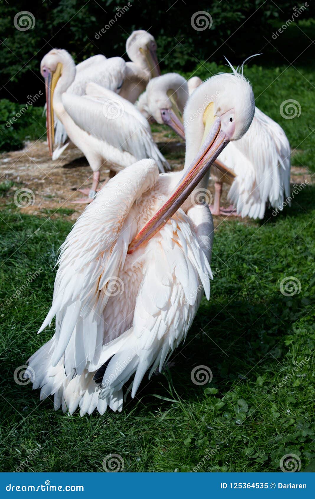 Pelicans. Group of Pelicans. Stock Image - Image of fishing, tropic ...