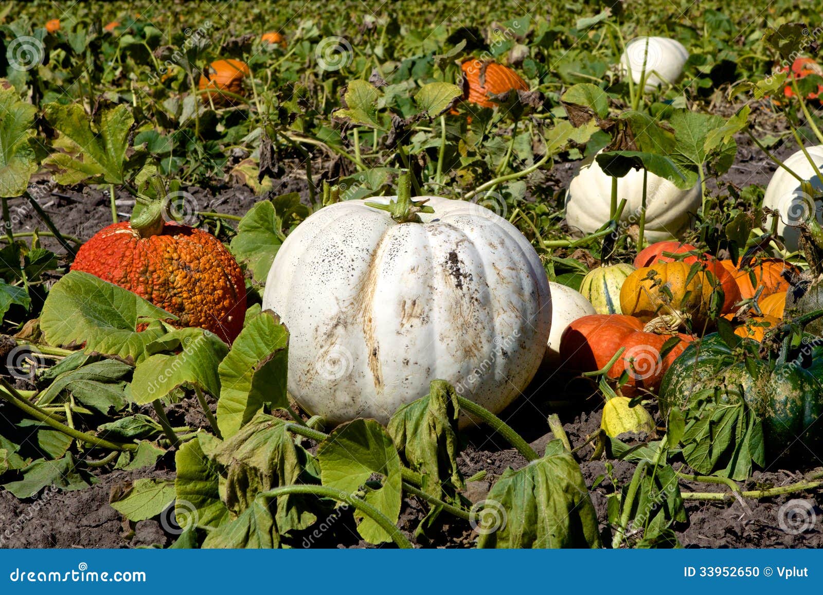 White Pumpkin And Leaves Laying On Vintage Green Scale With Rust ...