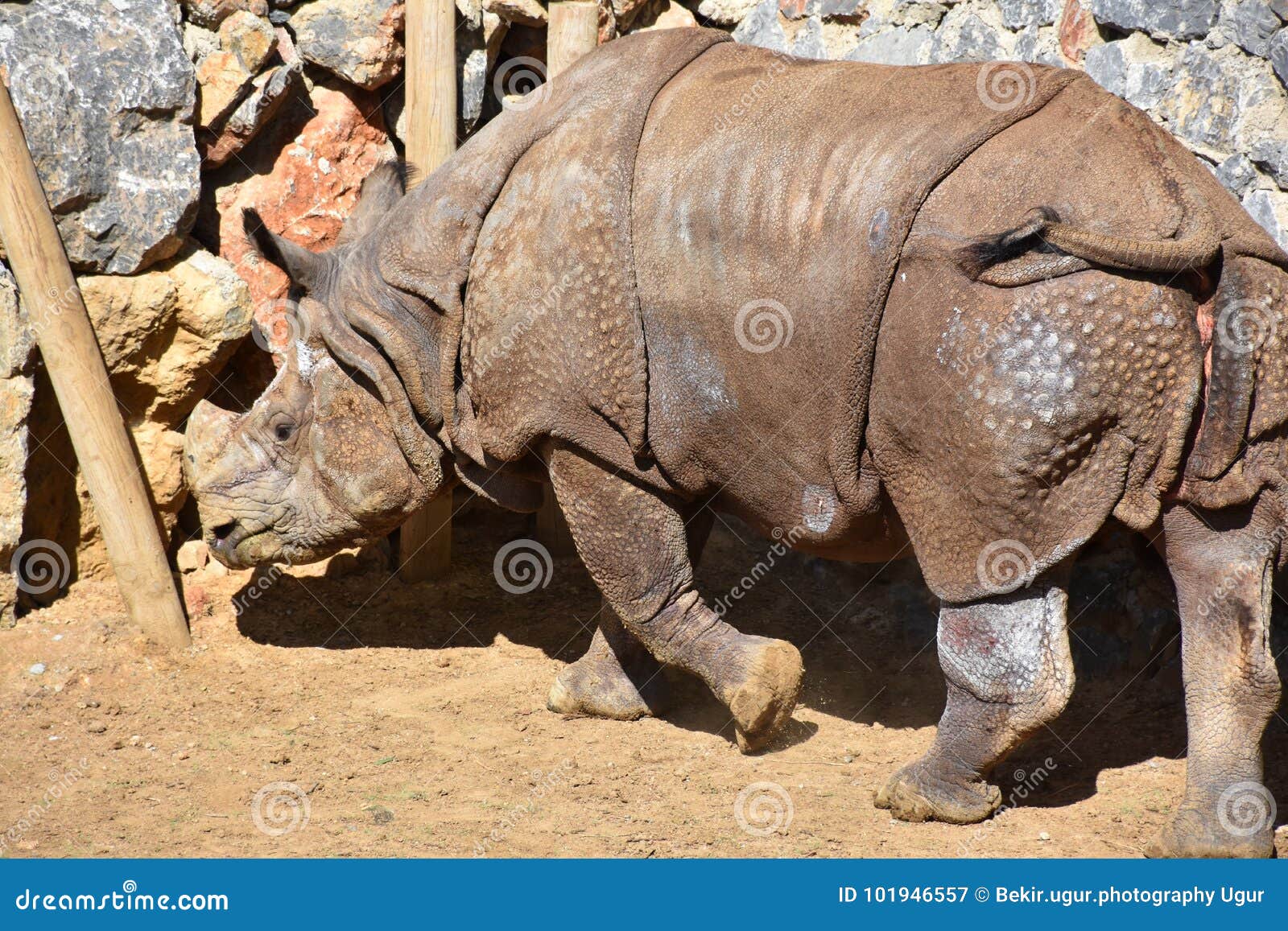 Great white Rhino stock image. Image of majestic, grass - 101946557