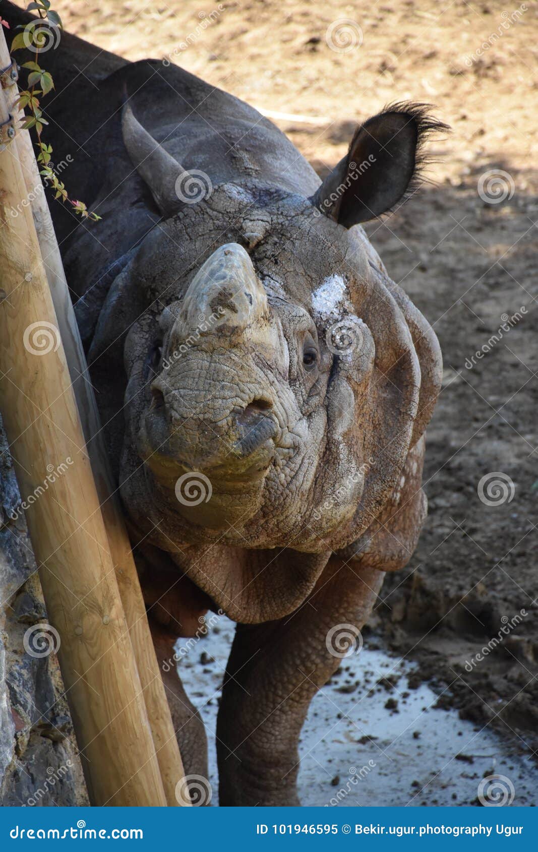 Great white Rhino stock image. Image of hoof, extinct - 101946595