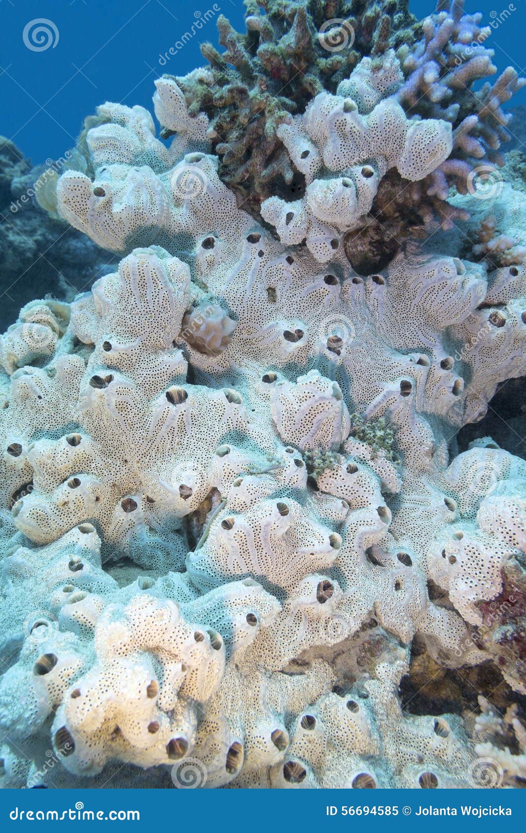 Great White Sea Sponge at the Bottom of Tropical Sea, Underwater Stock ...
