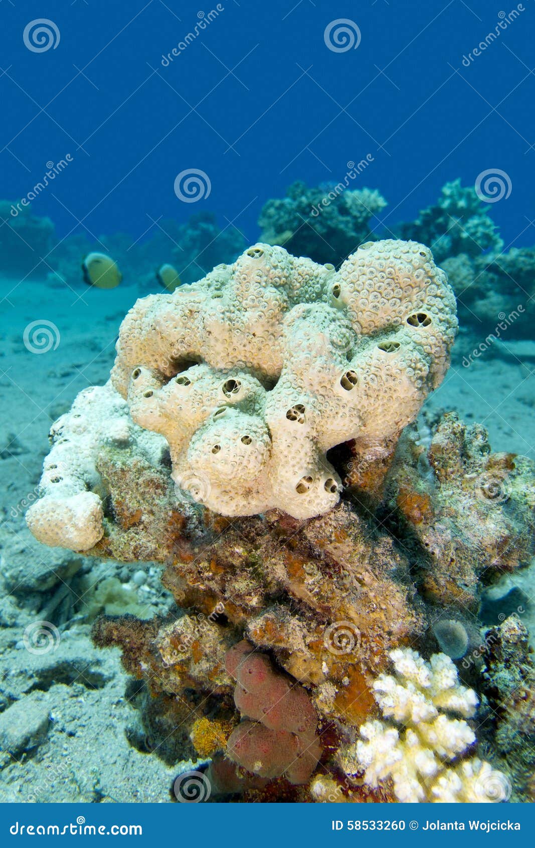 Great White Sea Sponge in Tropical Sea, Underwater Stock Photo - Image ...