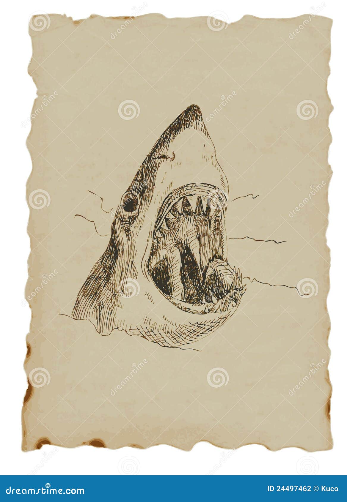 Shark 3d Blueprint Mesh Model On A Blue Background. Front View ...
