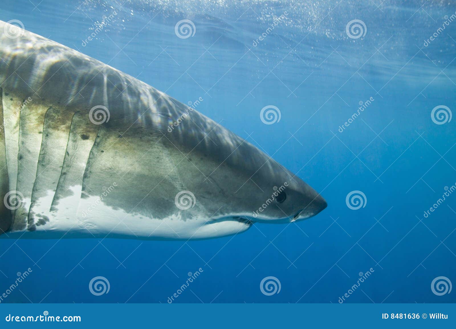 Great White Shark stock photo. Image of underwater, danger - 8481636