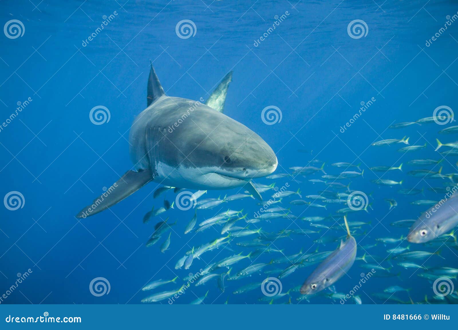 Great White Shark stock photo. Image of lamnidae, underwater - 8481666