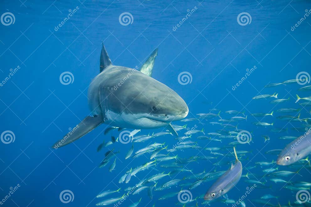 Great White Shark stock photo. Image of lamnidae, underwater - 8481666