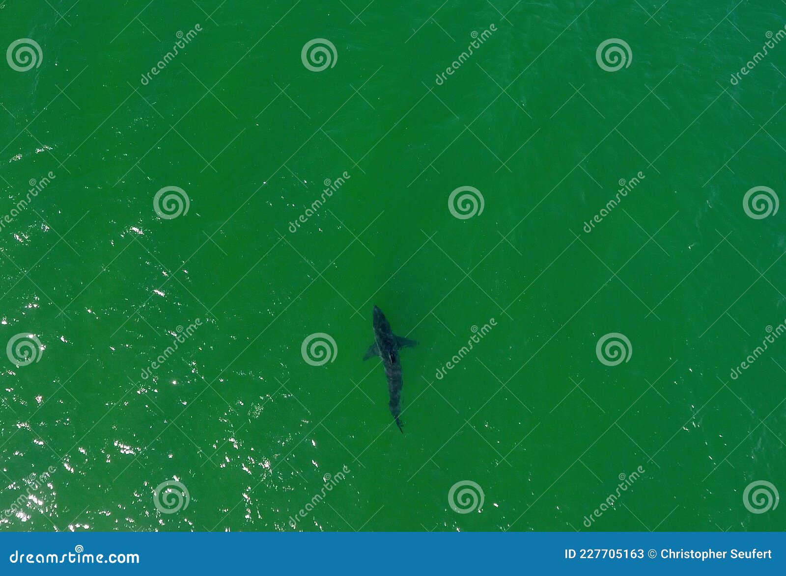 Great White Shark Aerial at Chatham, Cape Cod Stock Image - Image of ...