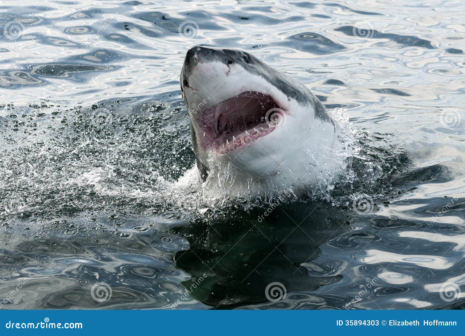 Great white shark stock image. Image of predator, danger - 35894303