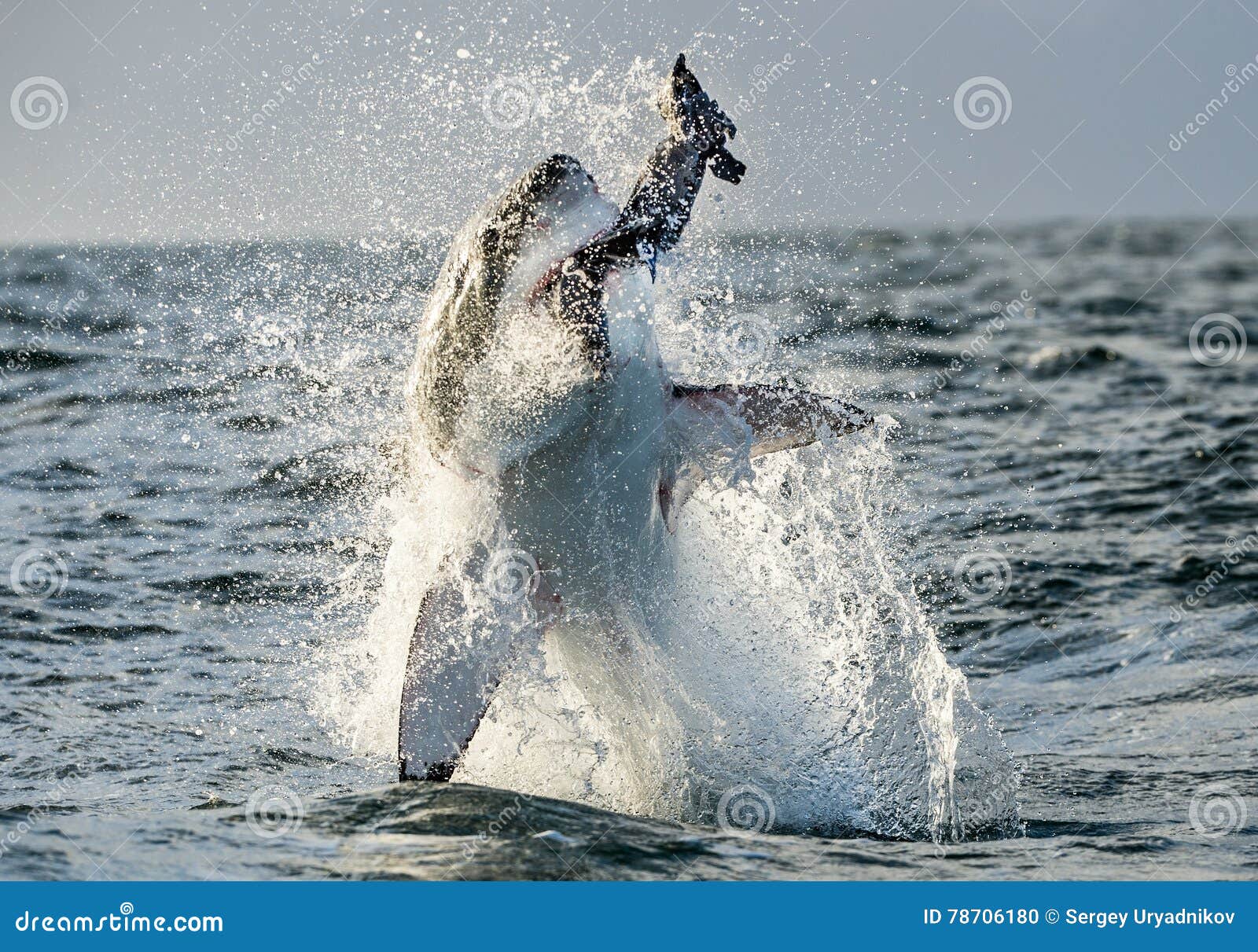 Great White Shark (Carcharodon Carcharias) Breaching in an Attack Stock ...