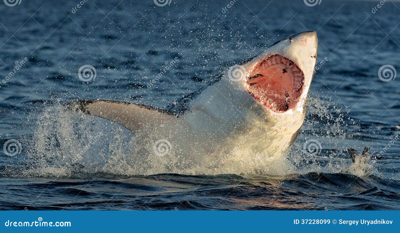 Great White Shark Mouth Open