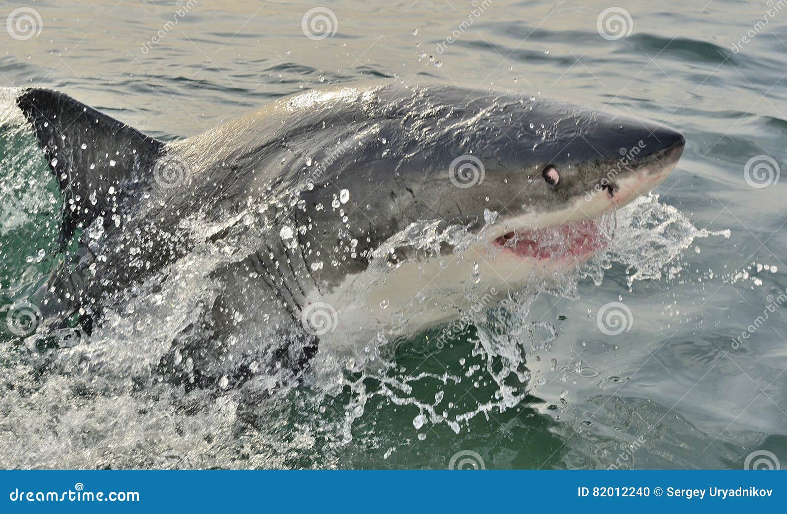 Apical Bud Of An Aquatic Plant, Longitudinal Section, 20X Micrograph ...