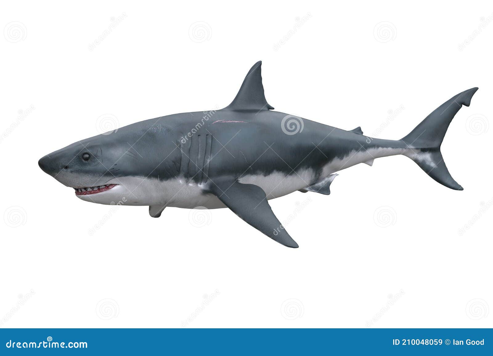 Great White Shark. 3D Render Isolated on White Stock Image ...