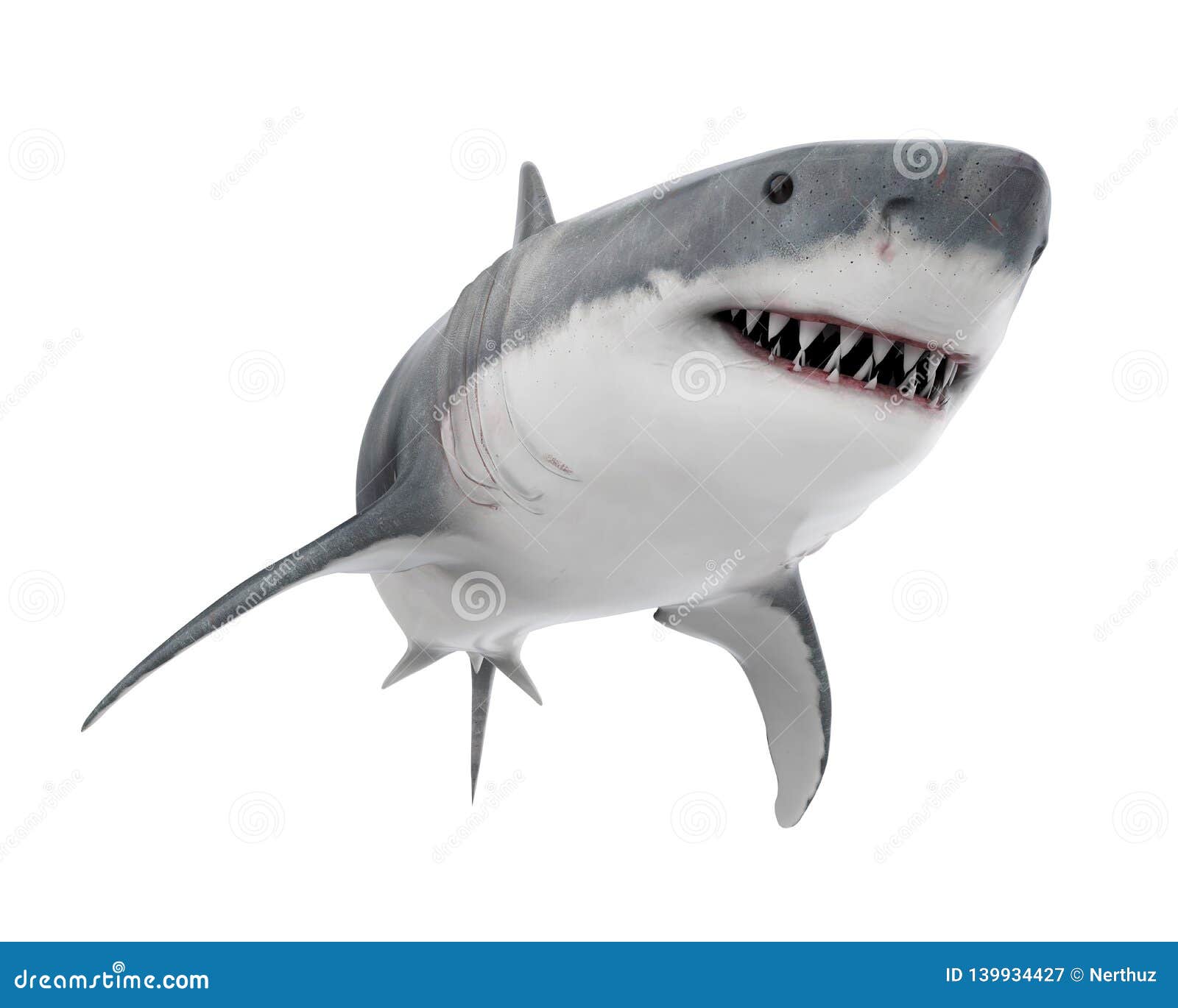 Shark Isolated On White Background. Beautiful Toothy Predator ...