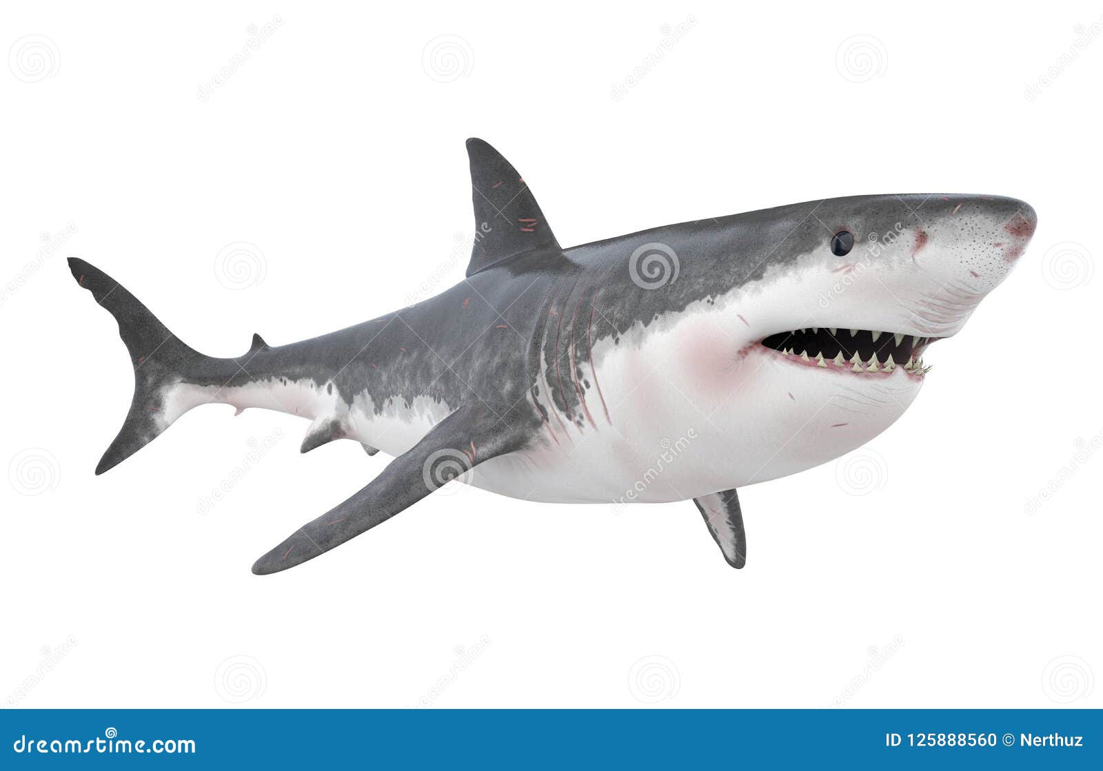 Great White Shark Background