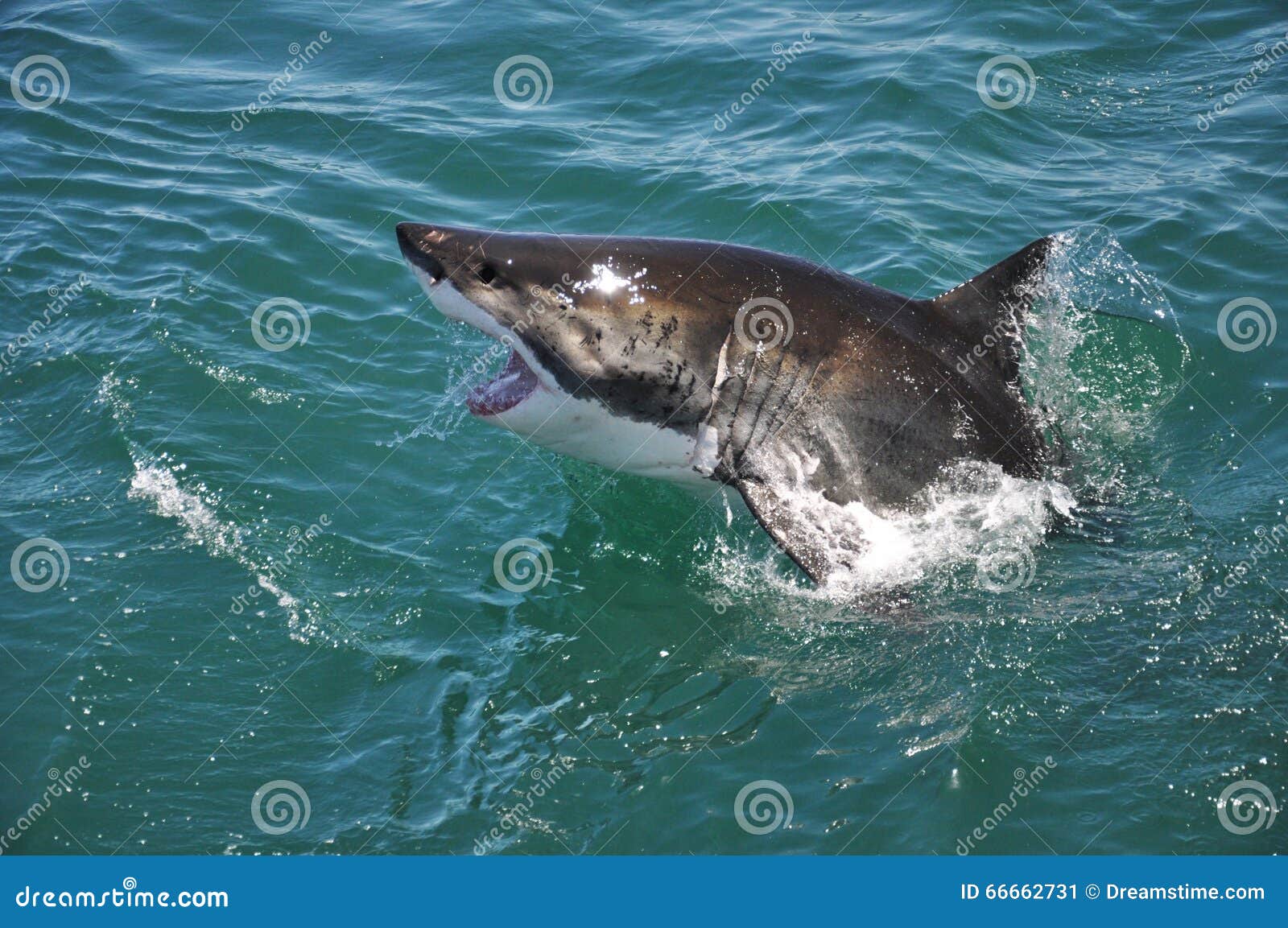 Great White Shark Jumping Out of Ocean Stock Image - Image of predator ...