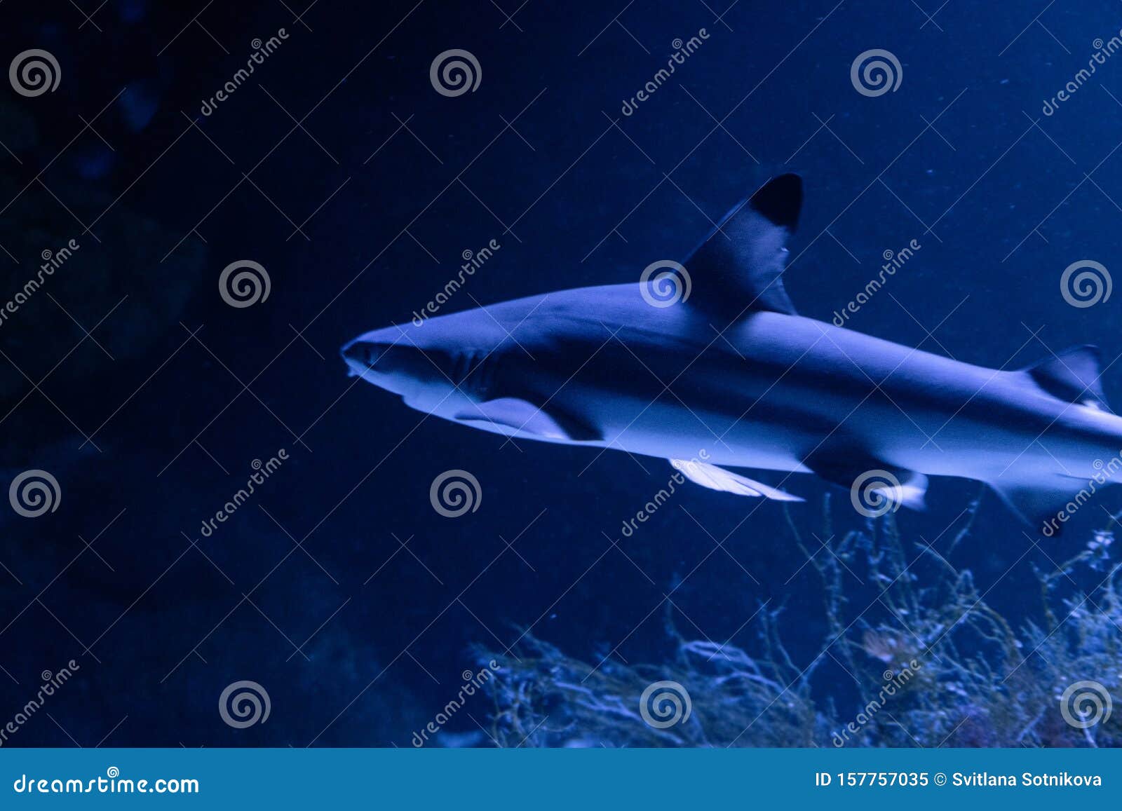 Great White Shark Posing in the Deep Blue Water Stock Image - Image of ...