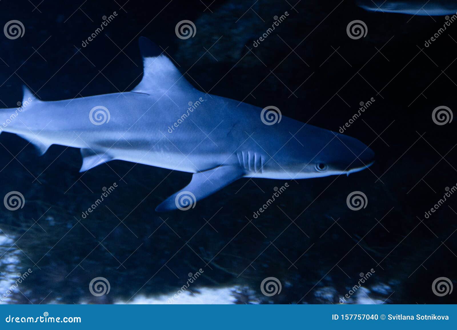 Great White Shark Posing in the Deep Blue Water Stock Photo - Image of ...