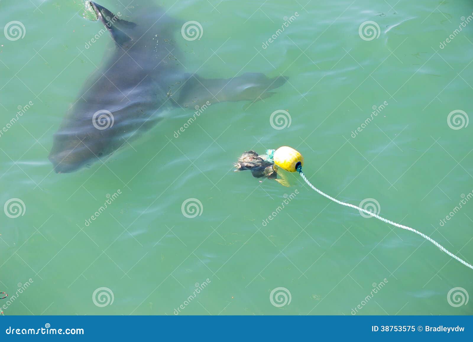 Great White Shark Stalking Decoy 5 Stock Image - Image of dangerous ...