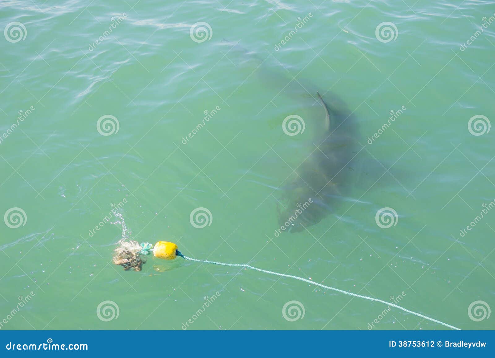 Great White Shark Stalking Decoy 2 Stock Photo - Image of jumping, fish ...