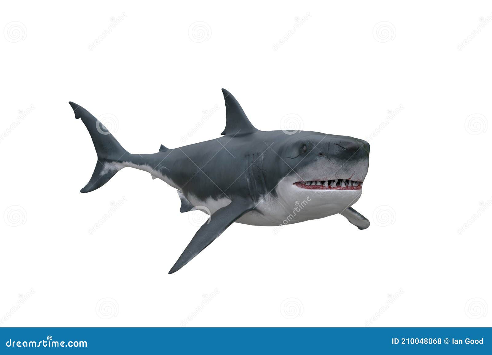 Great White Shark Swimming. 3D Render Isolated on White Stock Photo ...