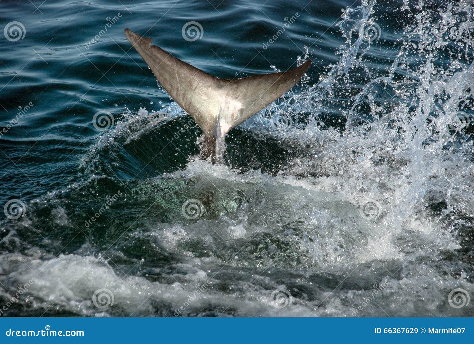 Great white shark tail stock image. Image of nature, attack - 66367629