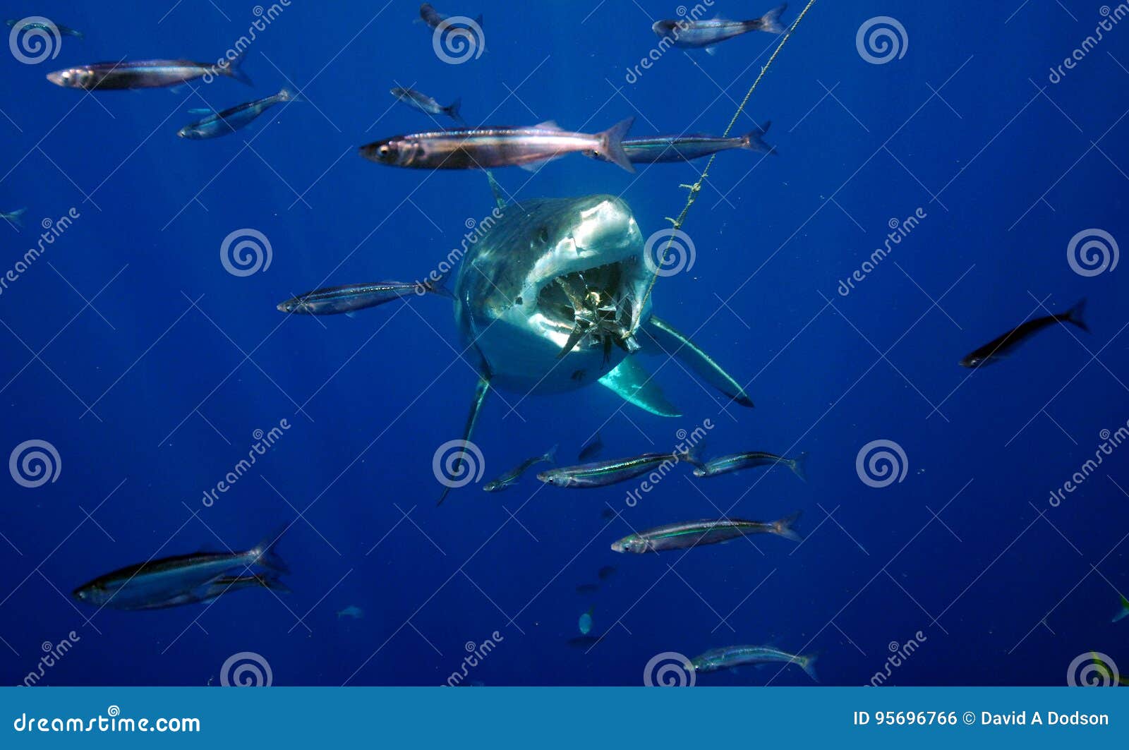 Great White Shark Takes a Bite Stock Photo - Image of mexico, great ...