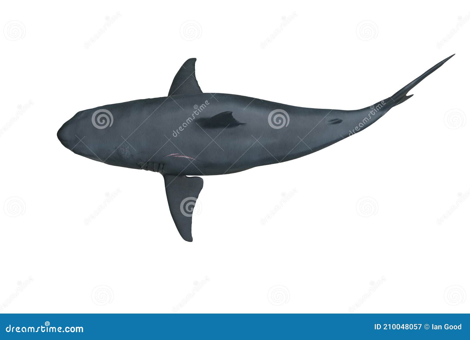 Great White Shark Top View. 3D Render Isolated on White Stock Image ...