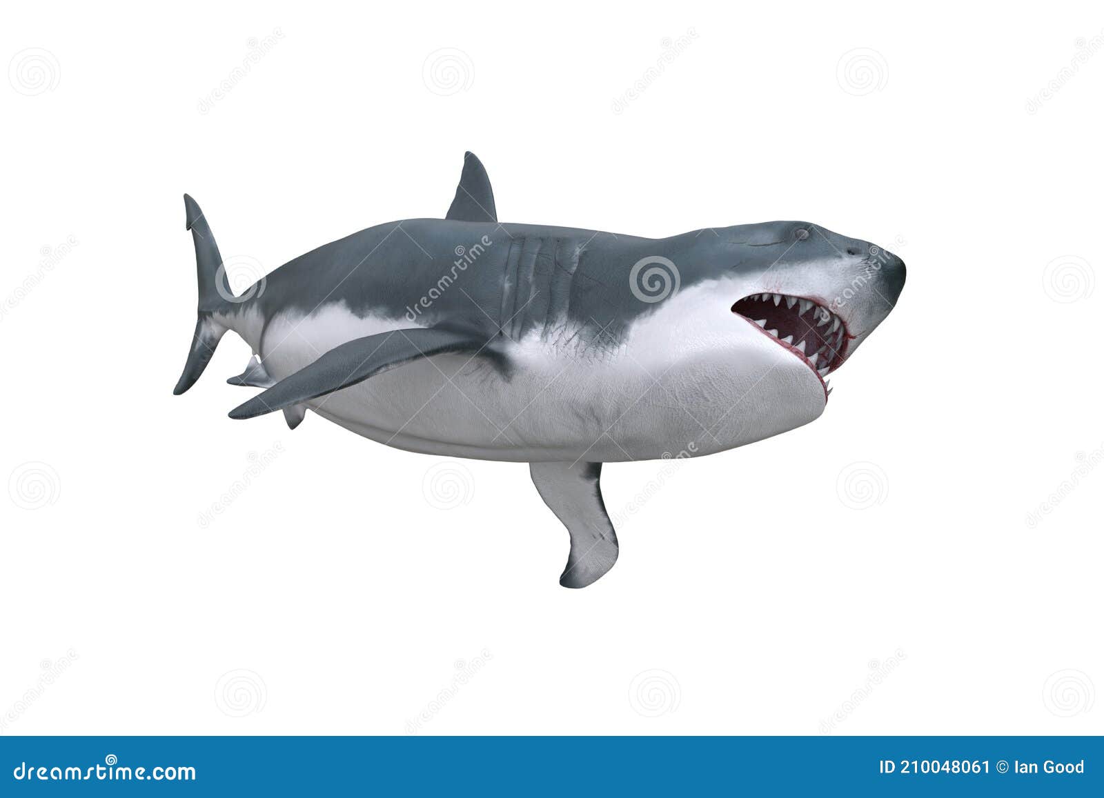 Great White Shark Turning. 3D Render Isolated on White Stock Image ...