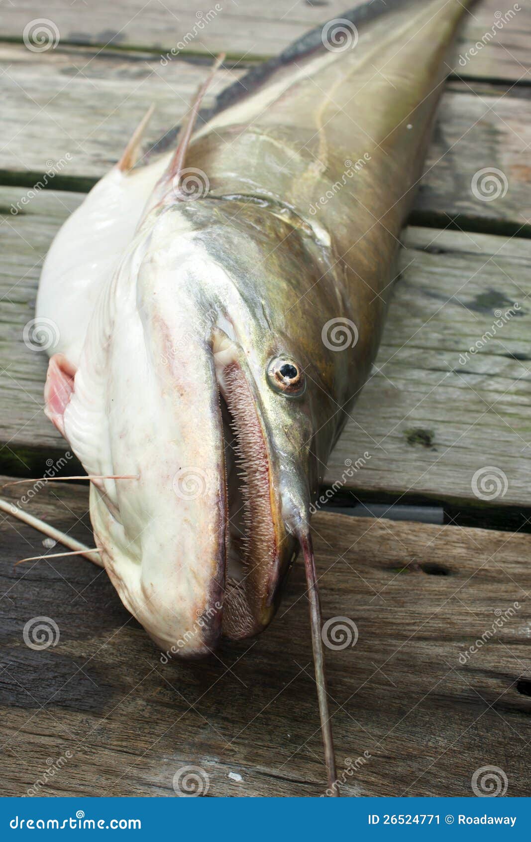 Great white sheatfish stock image. Image of artisanalfishery - 26524771