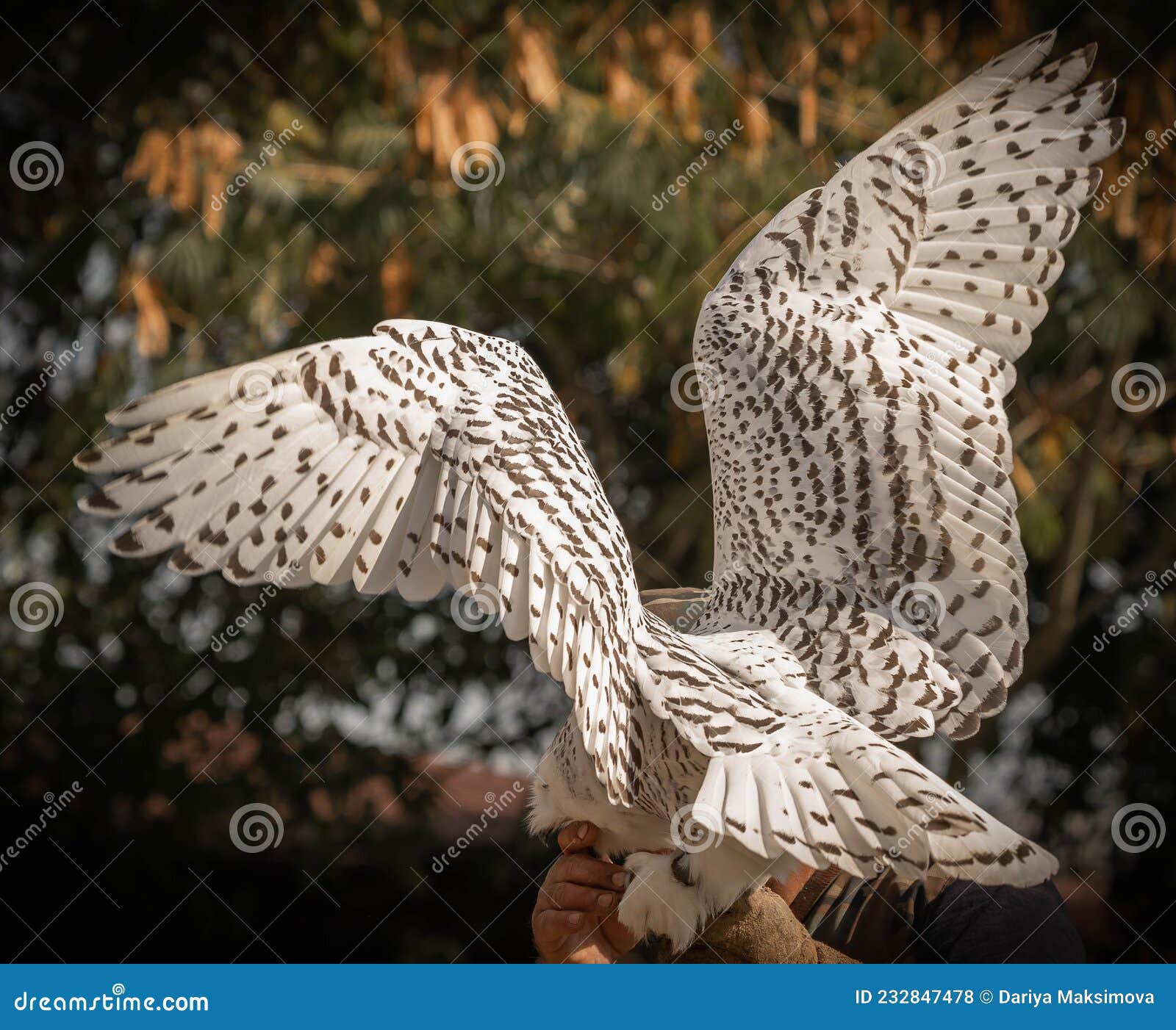 Great White Snowy Owl with Spread Wings Stock Photo - Image of spotted ...