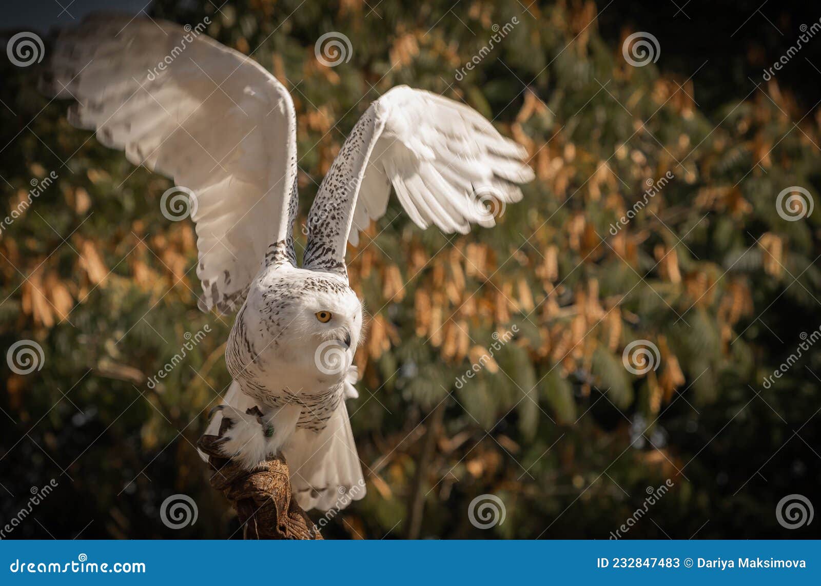 Great White Snowy Owl with Spread Wings Stock Image - Image of wild ...