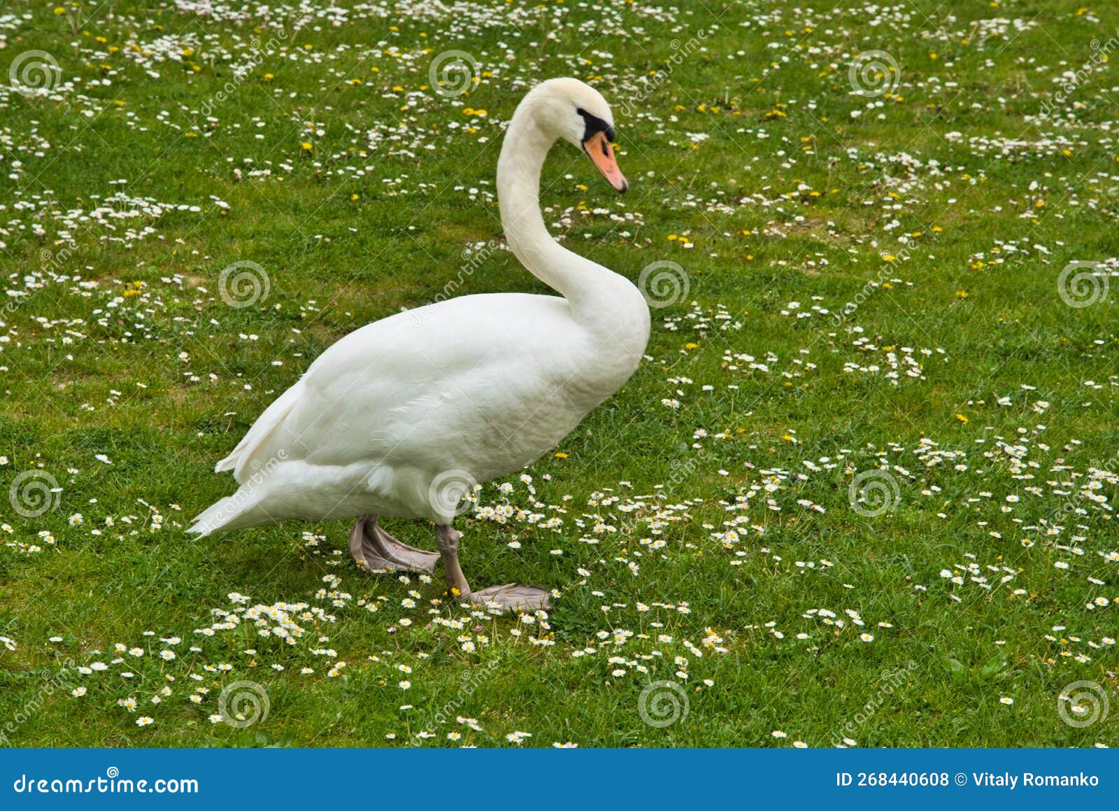 Great white swan stock photo. Image of mallard, wildlife - 268440608