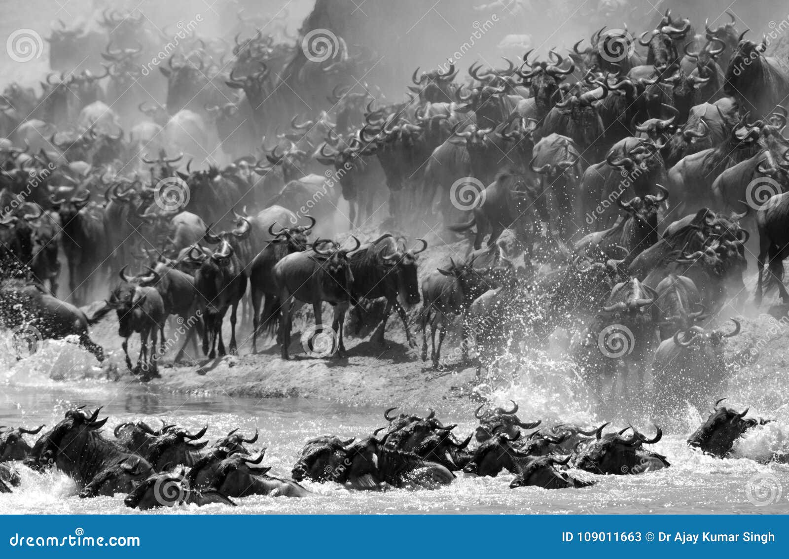 Wildebeests Migrating Across the Mara River Stock Image - Image of ...