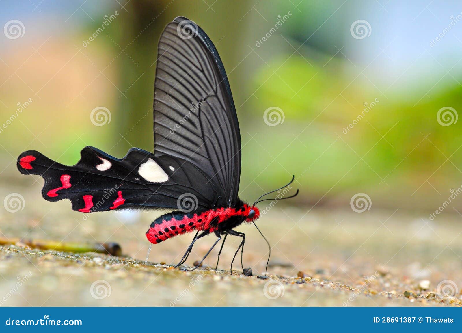Great Windmill Butterfly stock image. Image of closeup - 28691387