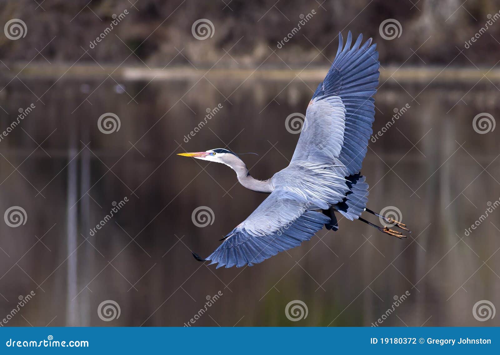 Great wing span. stock photo. Image of scene, span, soar - 19180372
